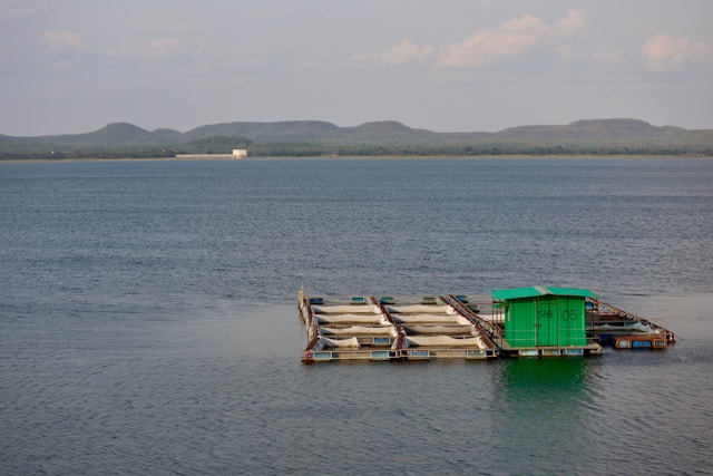 How AI-driven river flow forecasts enhance fish farming operations ...